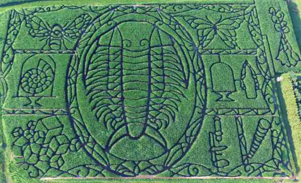 The Intersection of Worlds: A Corn Maze, Trilobites, and Science | The ...